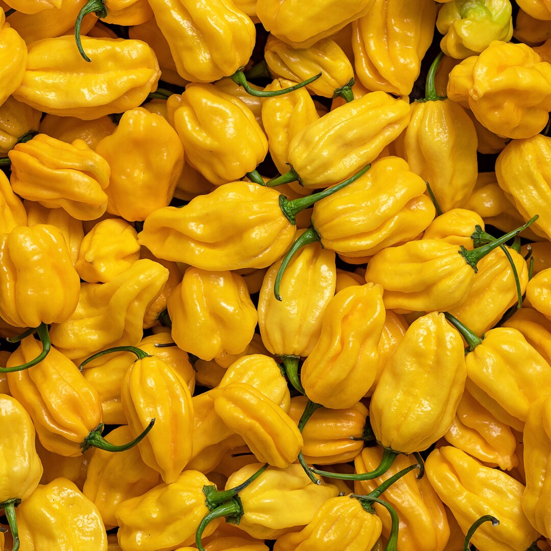 Yellow Mayan Habanero Pepper Seeds, Open Pollinated Non GMO Heirloom ...