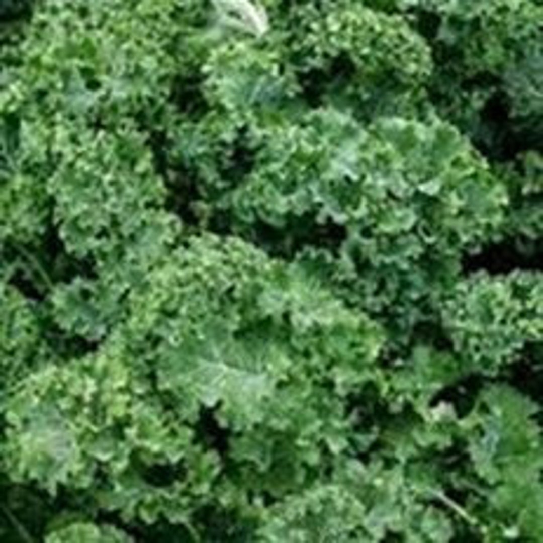 Dwarf Siberian Kale Seeds, Open Pollinated Non GMO Heirloom Siberian ...