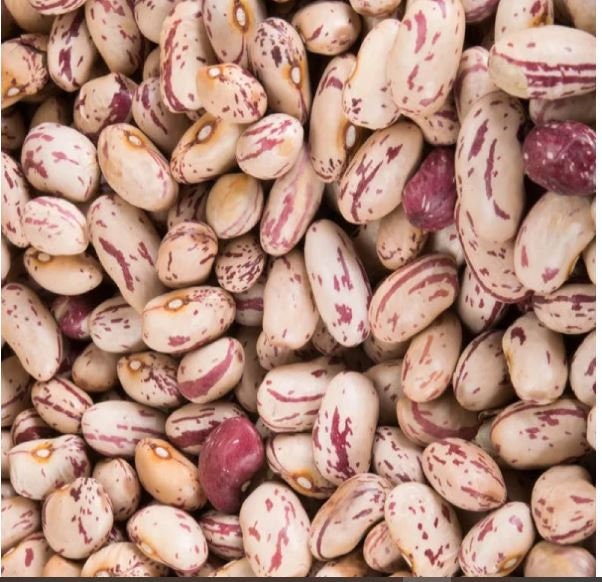 Cranberry Bean Seed, French Horticulture Bean, Dragon Beans, Bush Beans ...