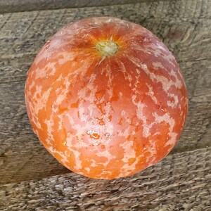 Rare Tigger Melon Seeds- Pocket Melon, Cucmis Melon, Tigris River Melon ...