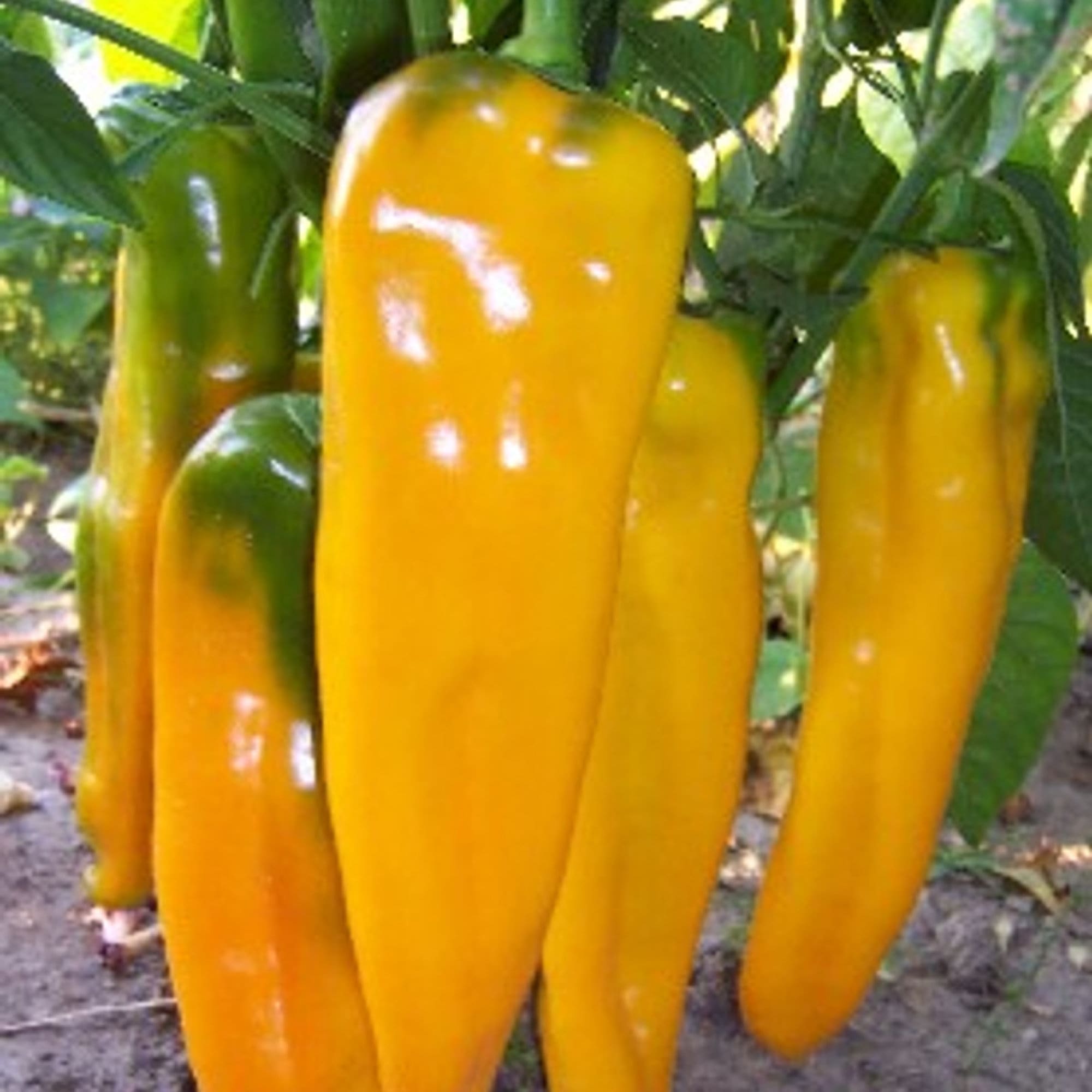 Marconi - Golden Peppers - 25 Seeds - Etsy