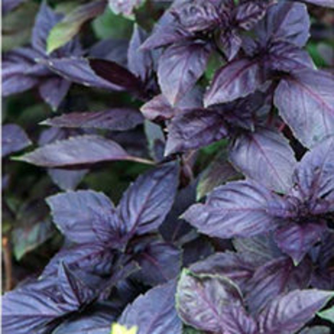 Dark Opal Purple Basil - Non GMO Open Pollinated Heirloom Basil Seeds ...