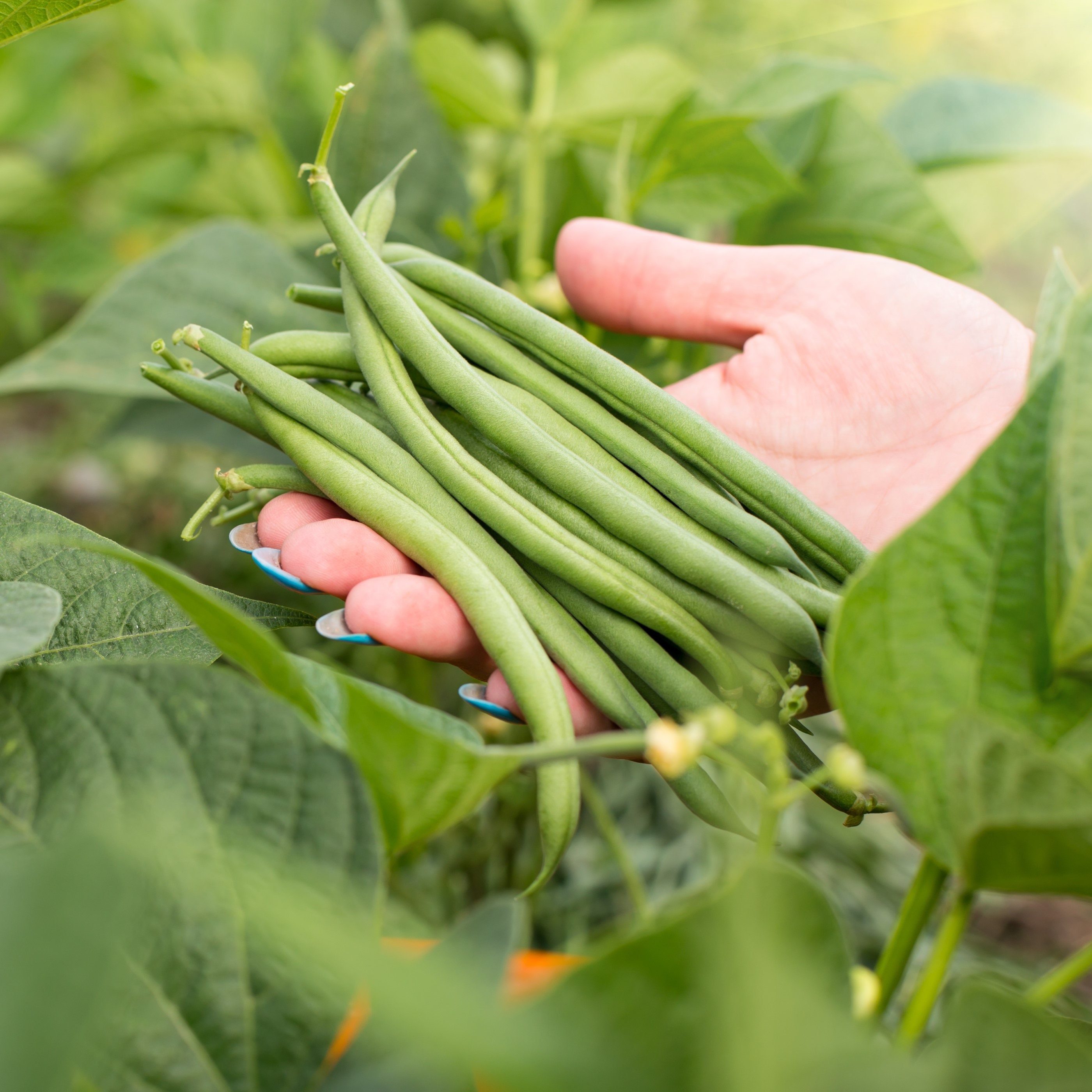 Slenderette French Bean Heirloom Seed Slender Pod French Bean Seed ...