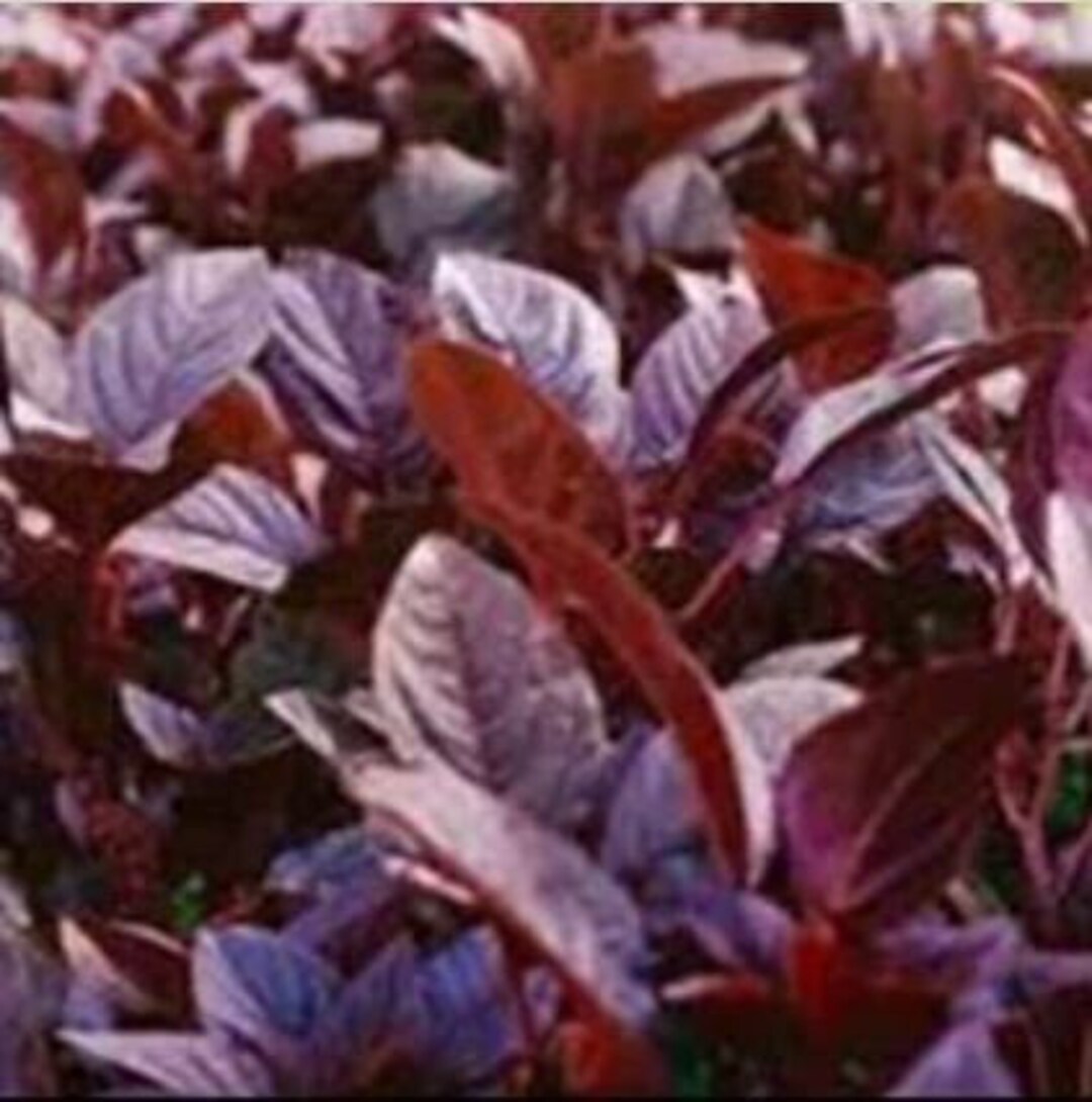 Red Garnet Amaranth - 370 Seeds Chinese Spinach, Yin Choi Open ...