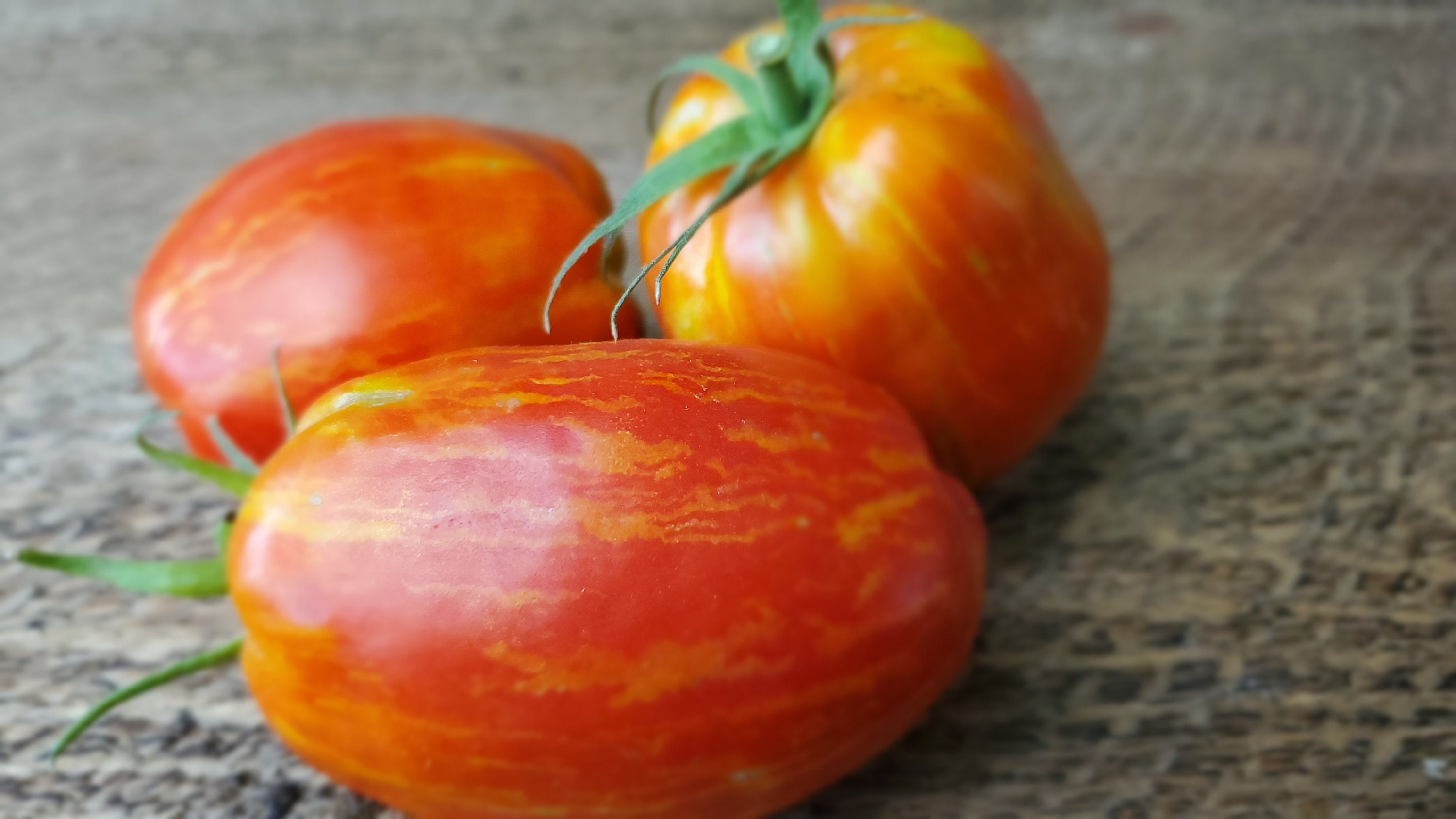 Speckled Roman Tomato Seeds, Indeterminate Non GMO Open Pollinated ...