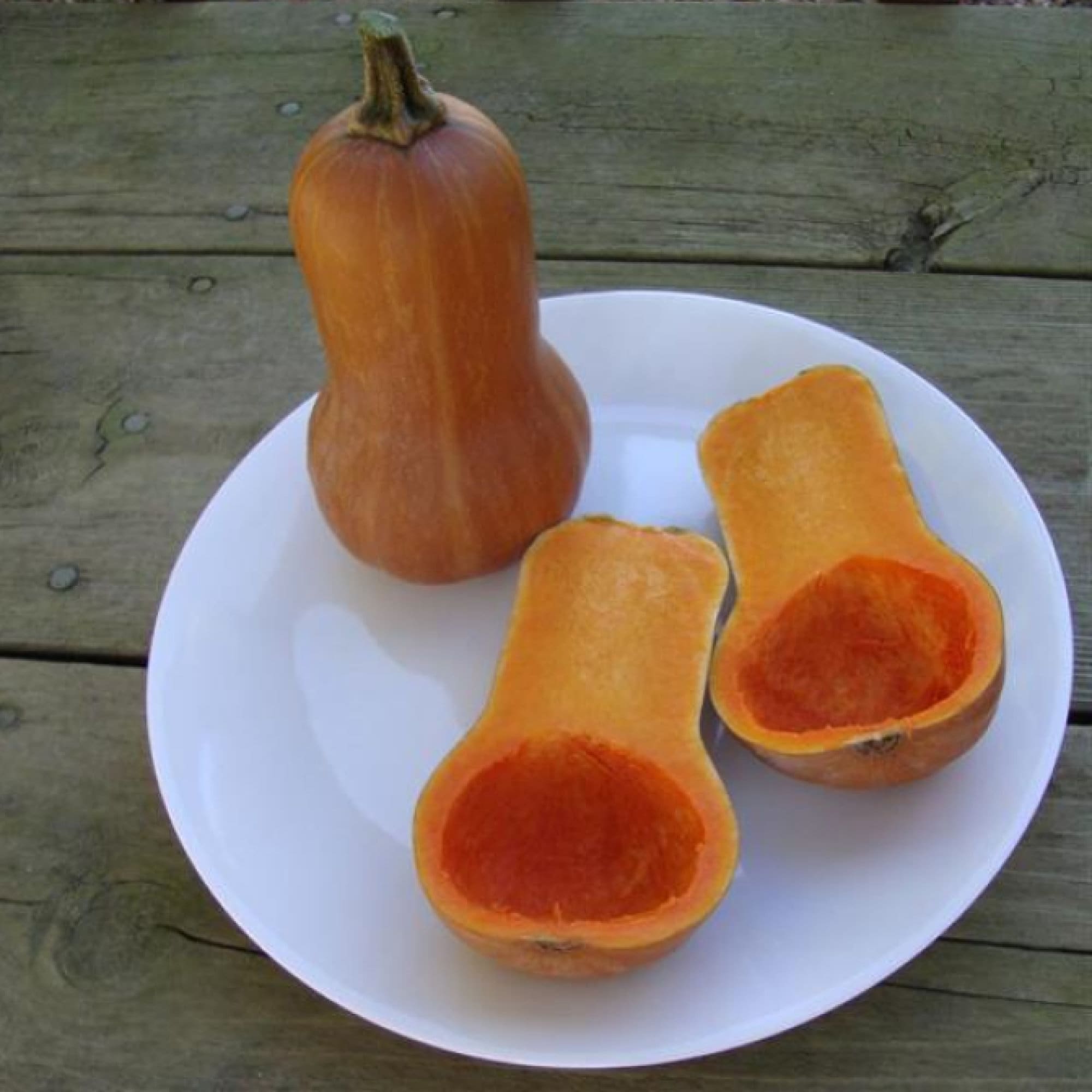 Honeynut Squash Seeds, Baby Butternut, Winter Squash Non GMO Specialty ...