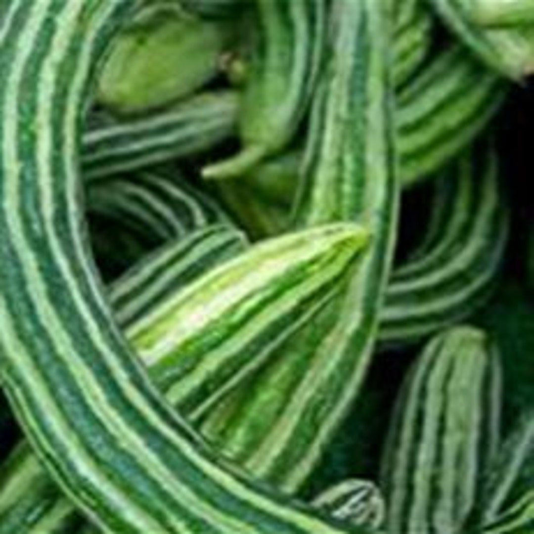 Armenian Striped Cucumber | Painted Serpent | Striped Serpent Cucumbers ...