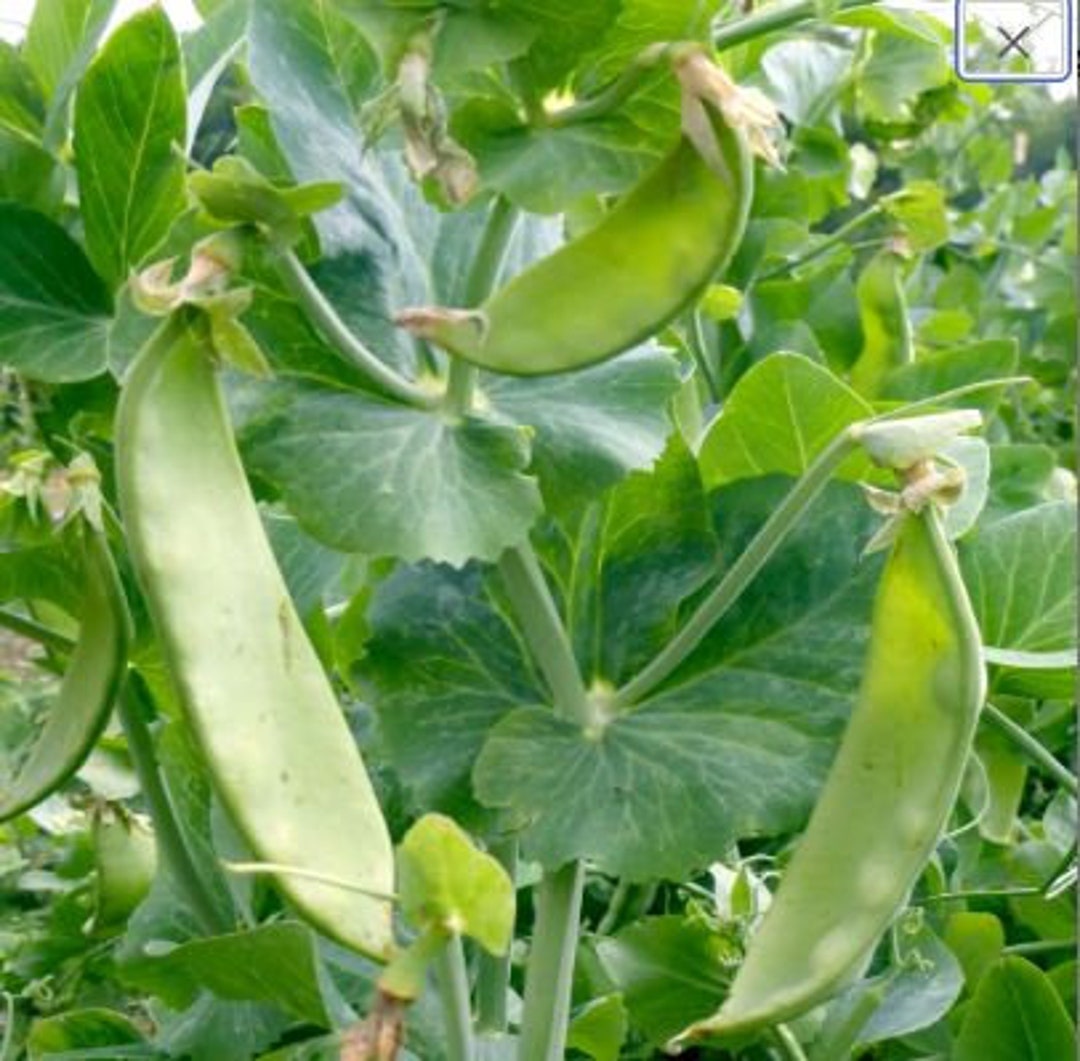 Dwarf Gray Snow Pea 100 Seeds | Snow Pea Seeds | Green Snow Peas ...