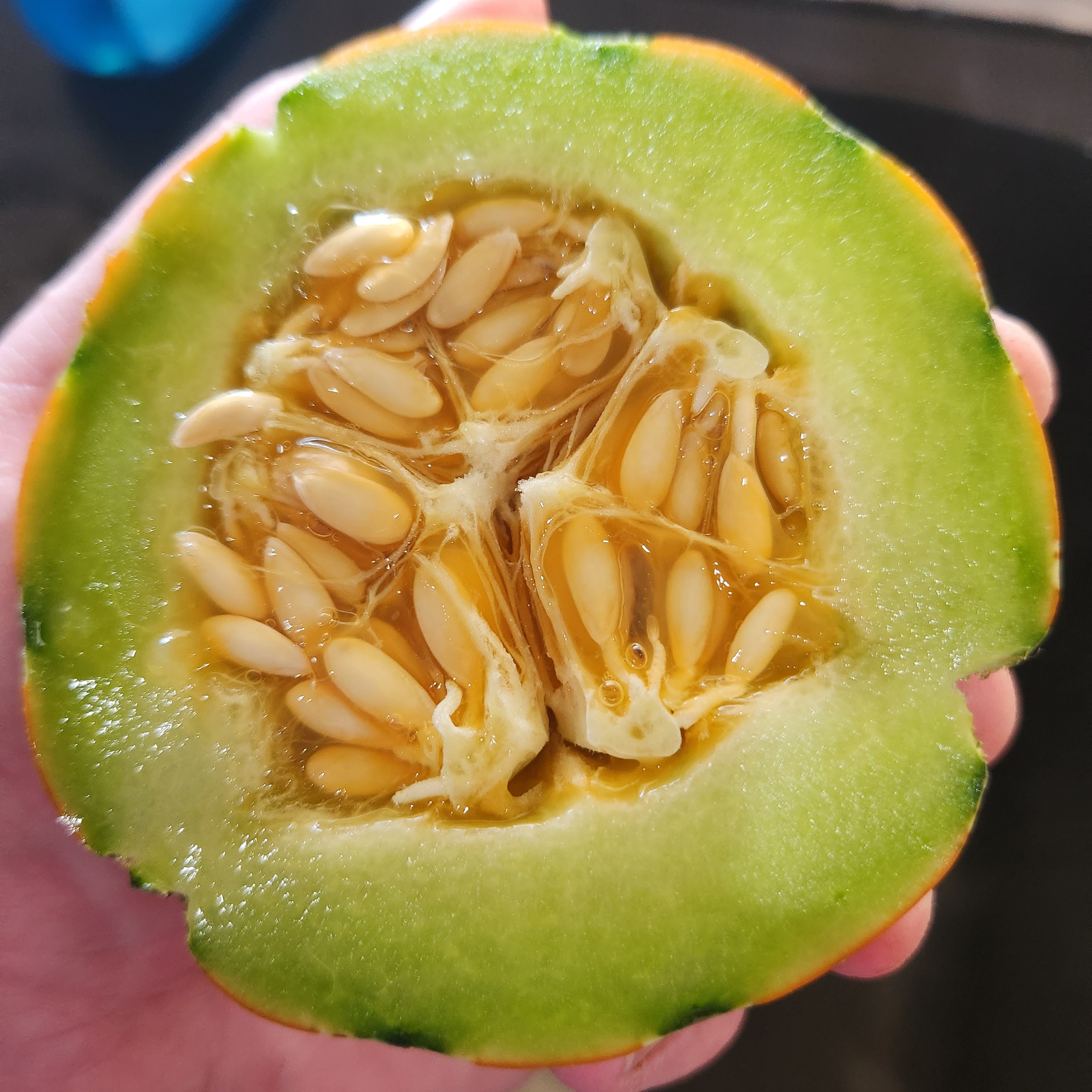 Rare Kajari Melon Seeds- Indian Pocket Melon, Cucmis Melon, Punjab ...