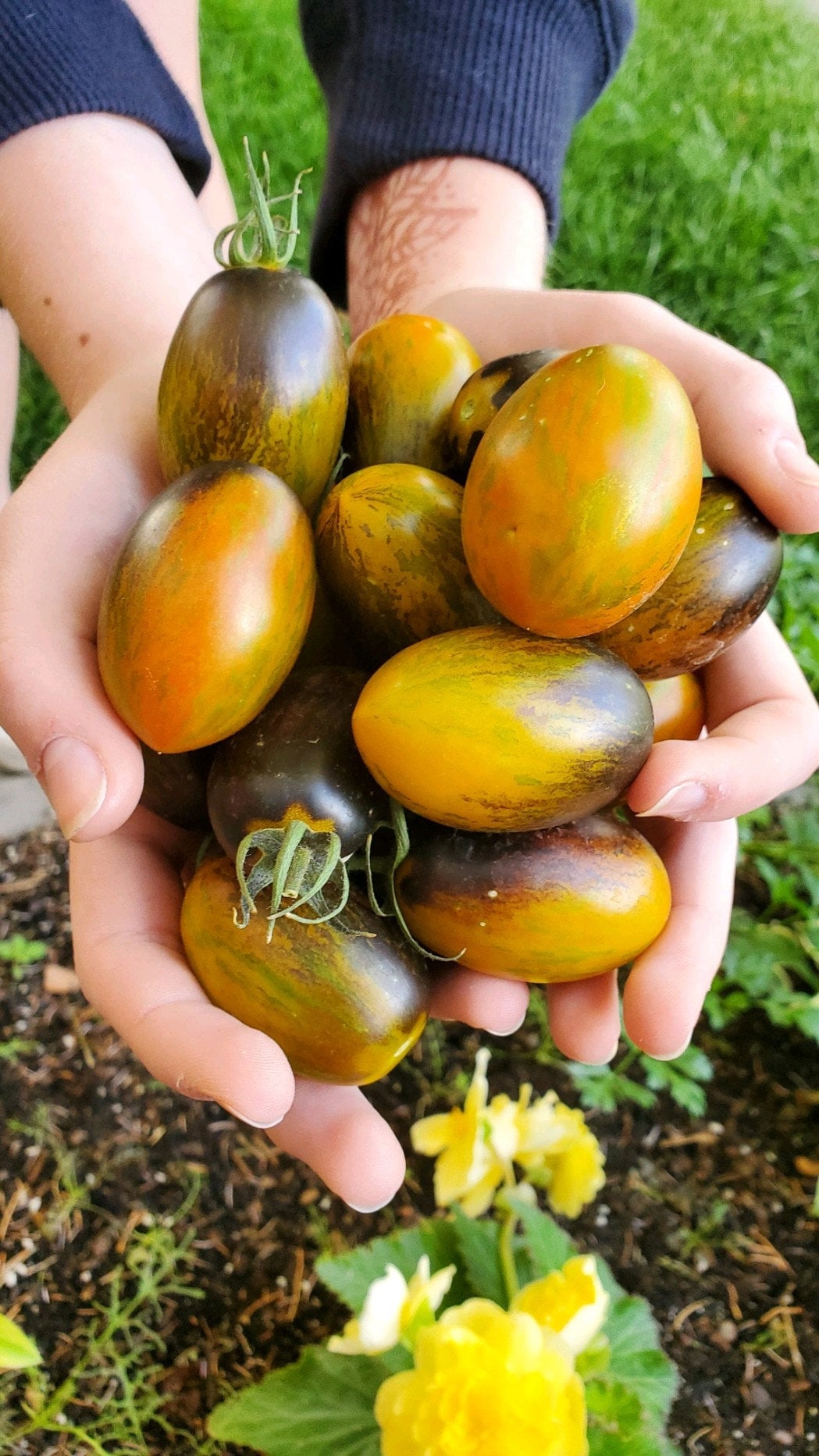 Brad's Atomic Grape Tomato Seeds, Indeterminate Open Pollinated ...