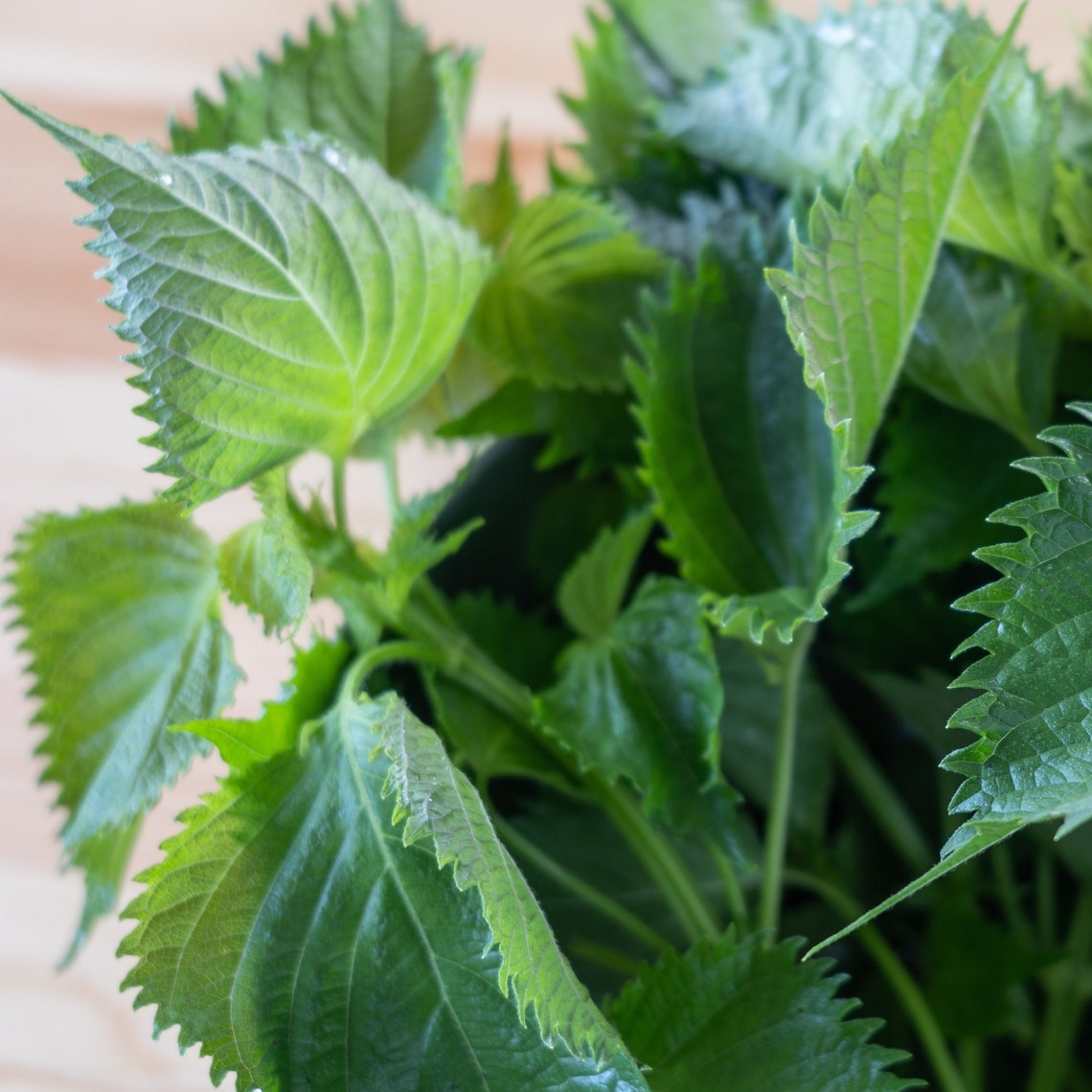 Green Shiso Seeds, Ao Shiso Green Perilla, Frutescens, Ohba Ao Shiso ...