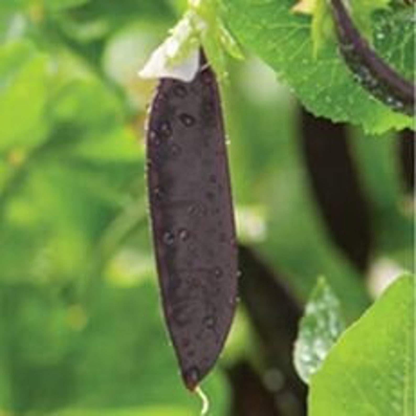 Burgundy Snow Pea Rare Seeds Purple Edible Peas Hélándòu Mange Tout 100 ...