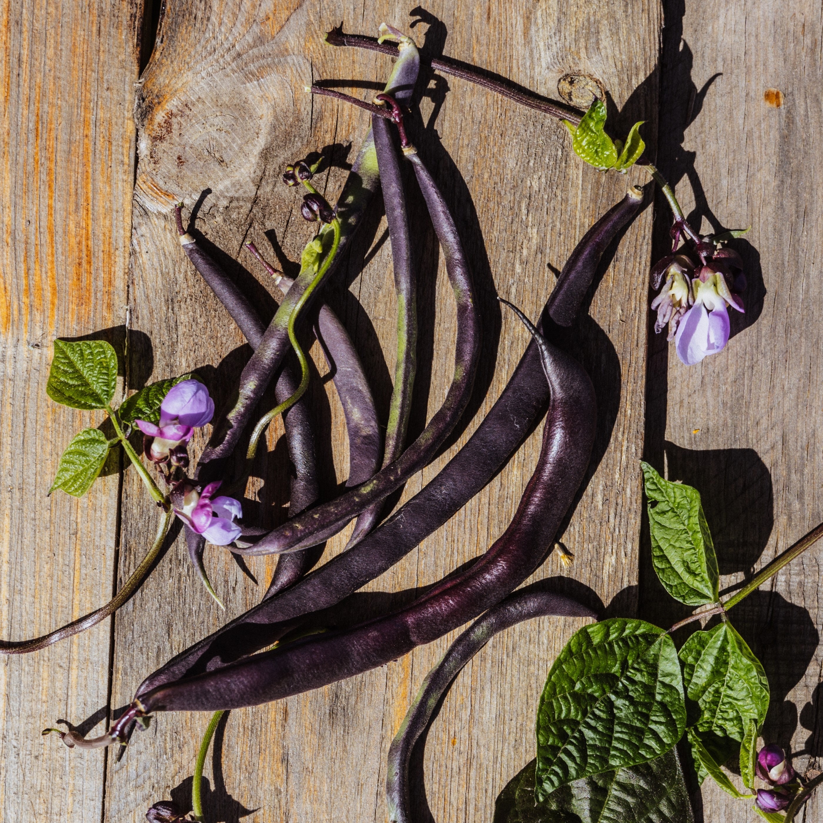 Bean Velour Purple French Bean Heirloom Seed Purple French Bean Seed ...