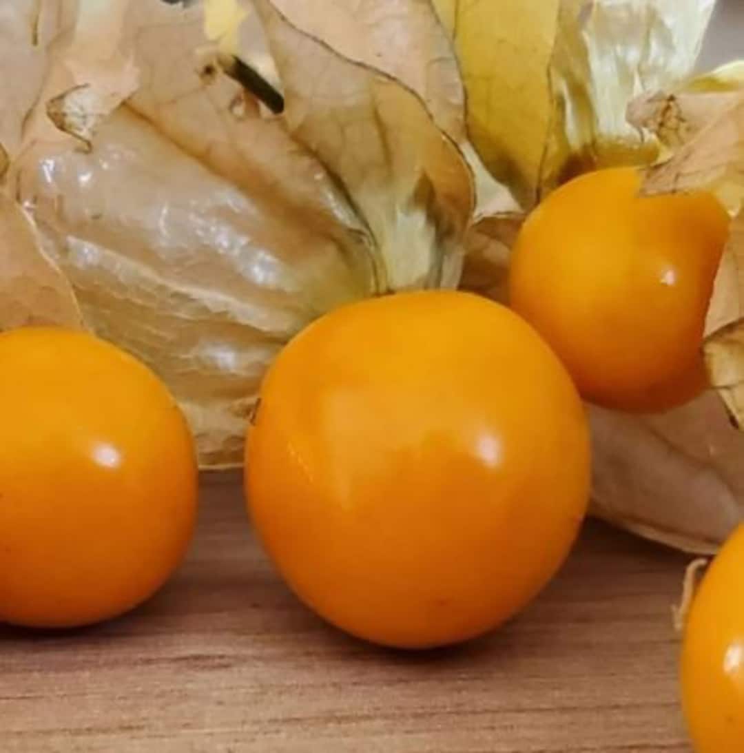 Cape Gooseberry, Ground Cherry Seeds, Heirloom Open Pollinated Non GMO ...