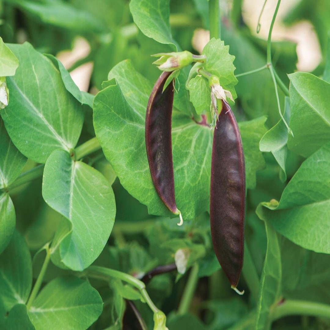 Burgundy Snow Pea | Rare Seeds | Purple Edible Peas | Hélándòu | Mange ...