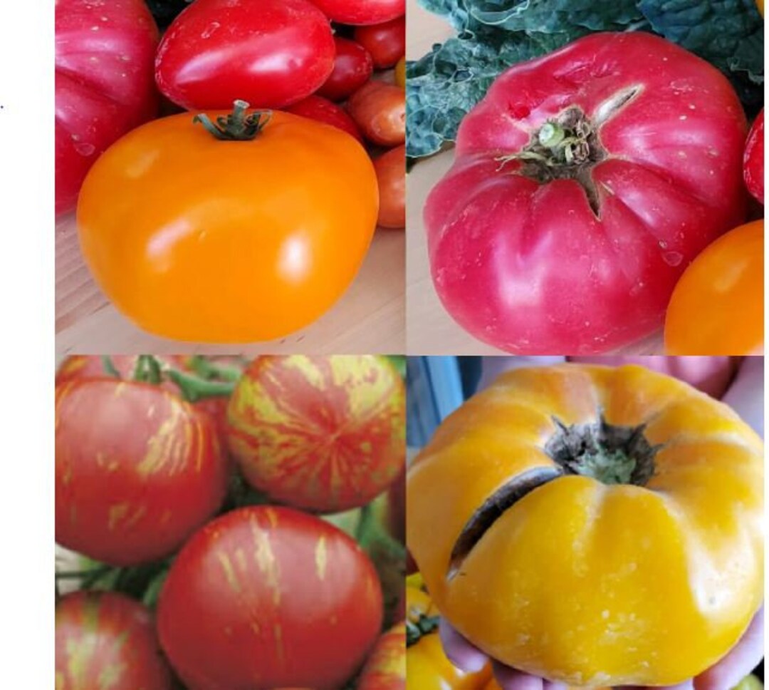 Heirloom Tomato Pack, Pink Brandwine Beefsteak Tomato, Tigerella Tomato ...