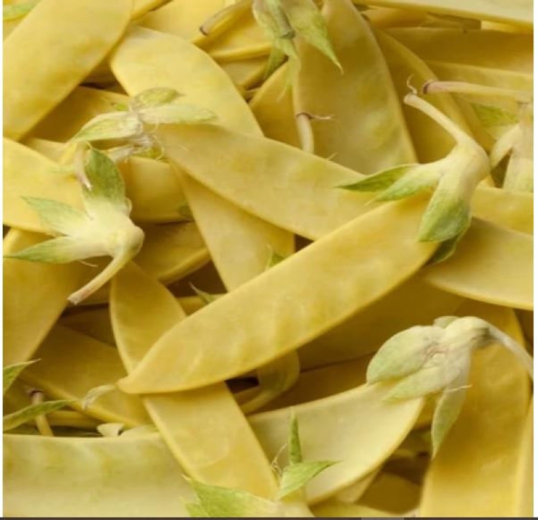 Golden Snow Peas 100 Seeds | Yellow Peas | Snow Pea Seeds | Early Snow ...