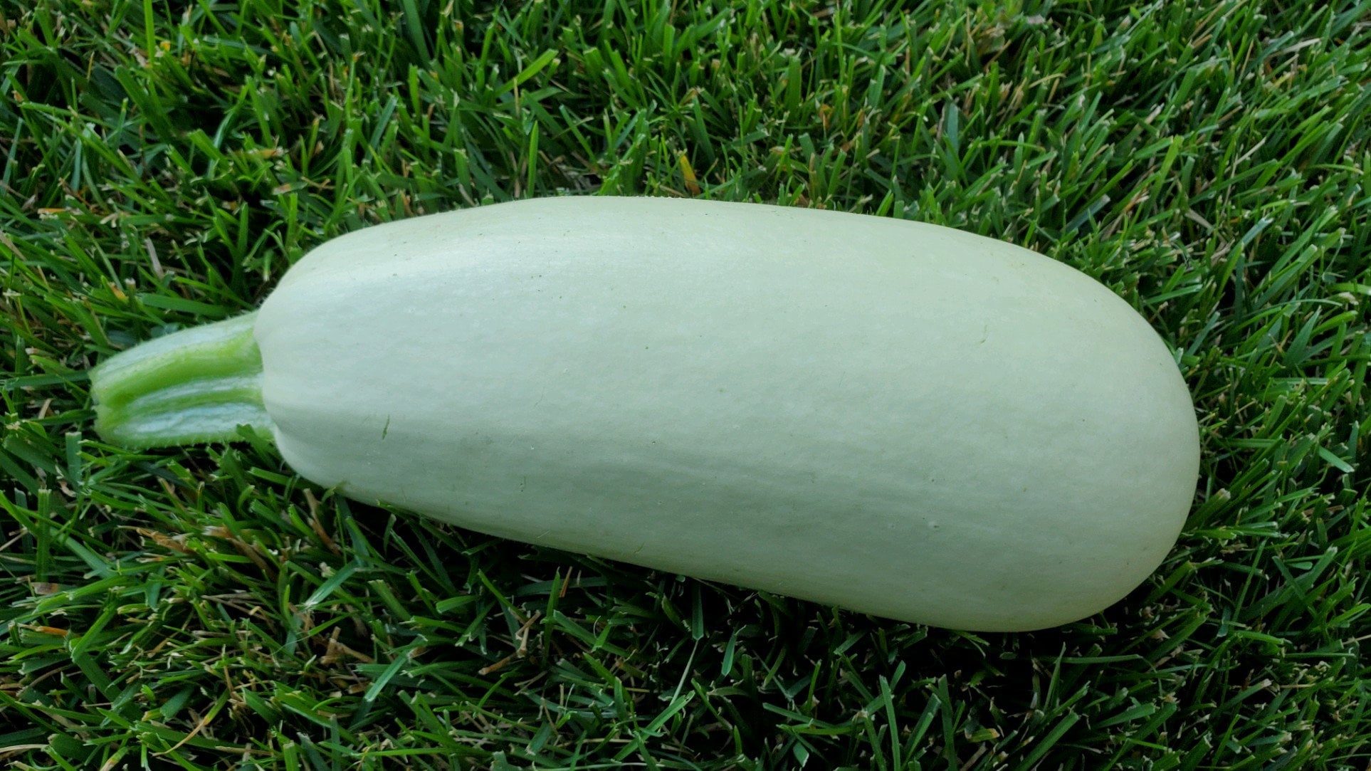 Marrow White Lebanese Squash Seeds, Winter & Summer Squash Open ...