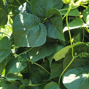 Pink Half Runner Beans Heirloom Non GMO Open Pollinated | Vegetable ...