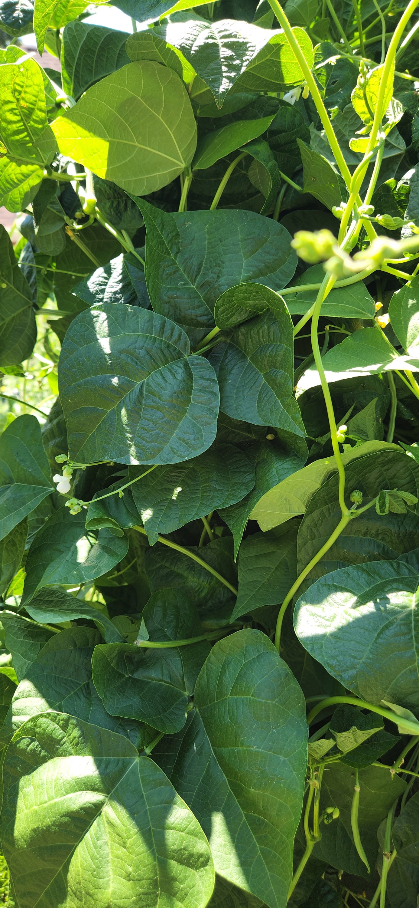 Pink Half Runner Beans Heirloom Non GMO Open Pollinated Vegetable Seeds ...
