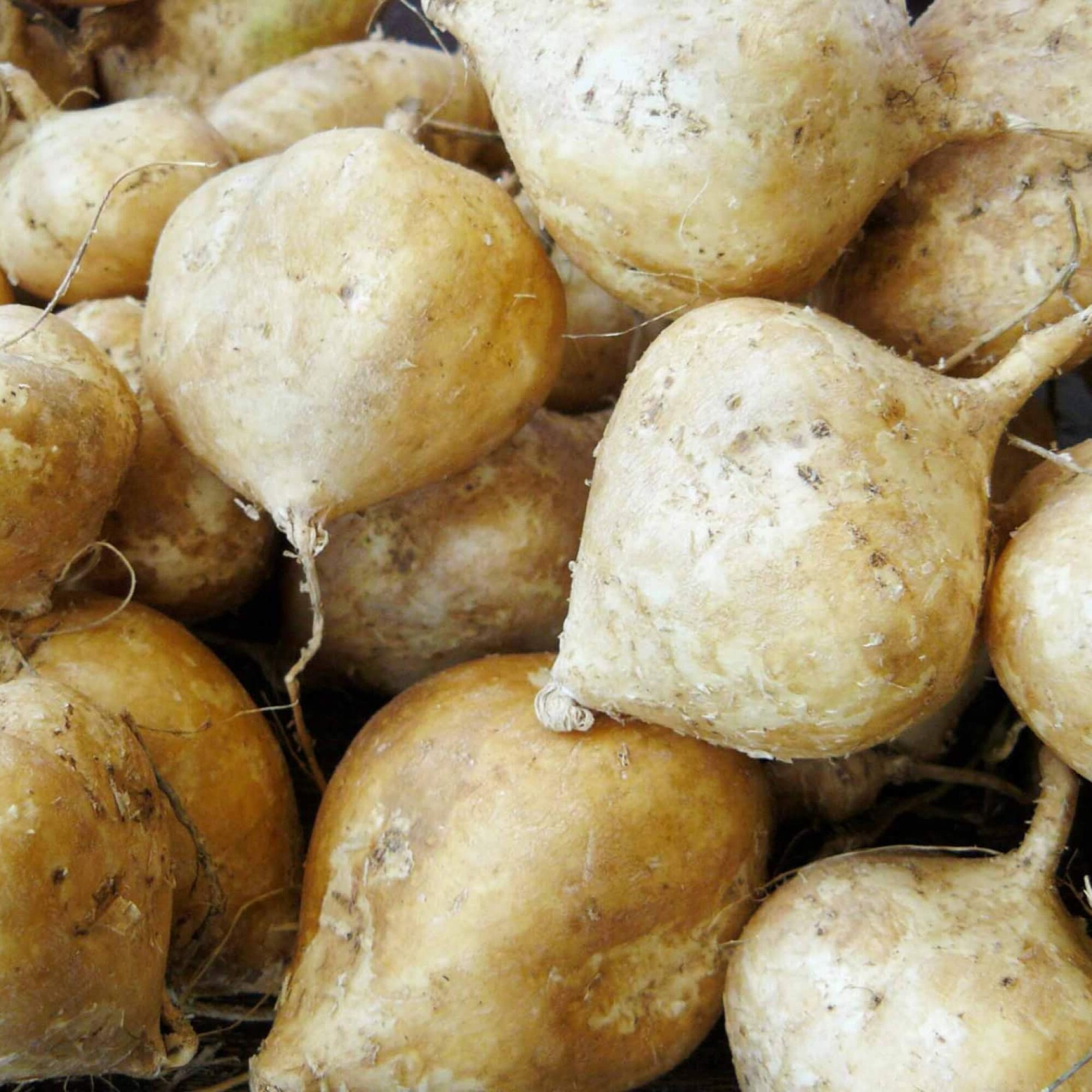 Jicama Seeds, Jicama, Yam Bean, Chinese Potato, Dou Shu, Bangkoe Wang ...