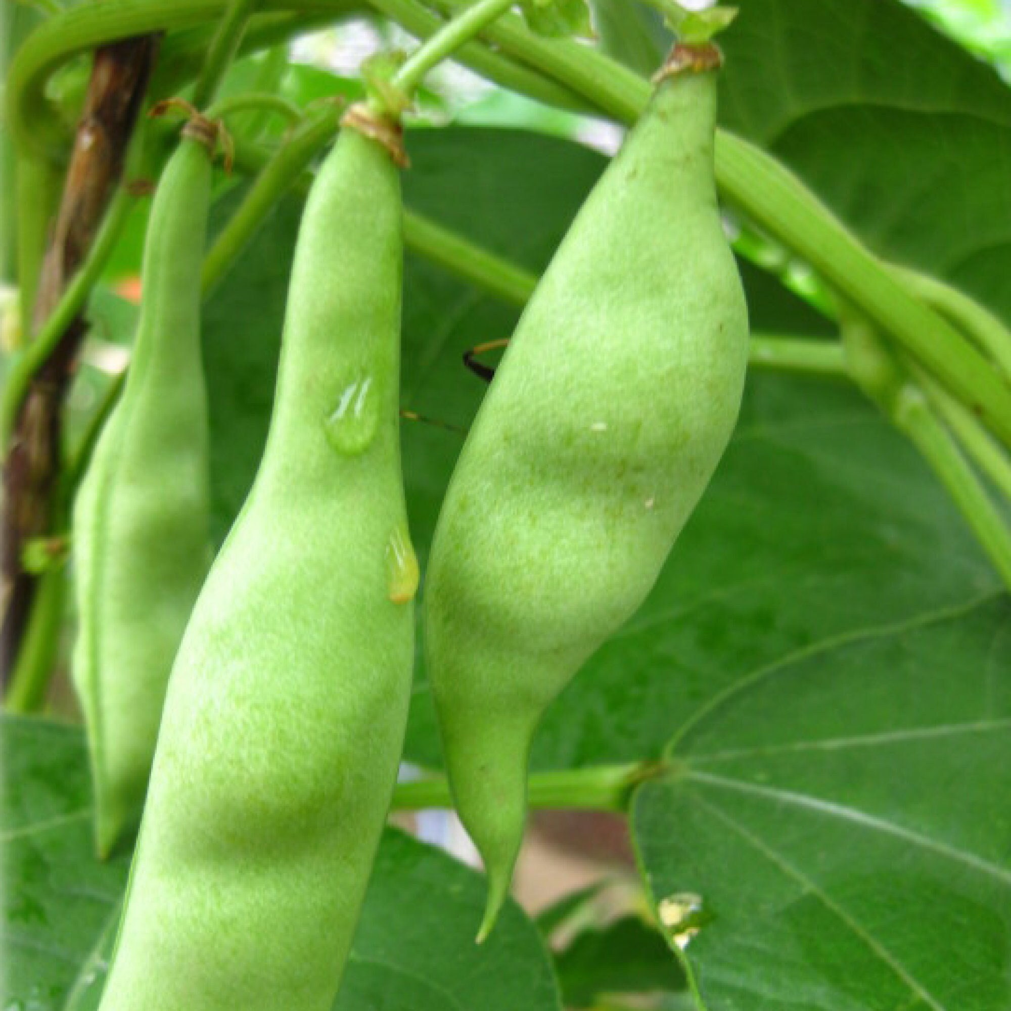 Bean - Akahana Mame, Japanese Pole Bean, Flower Bean, 5 Seeds - Etsy