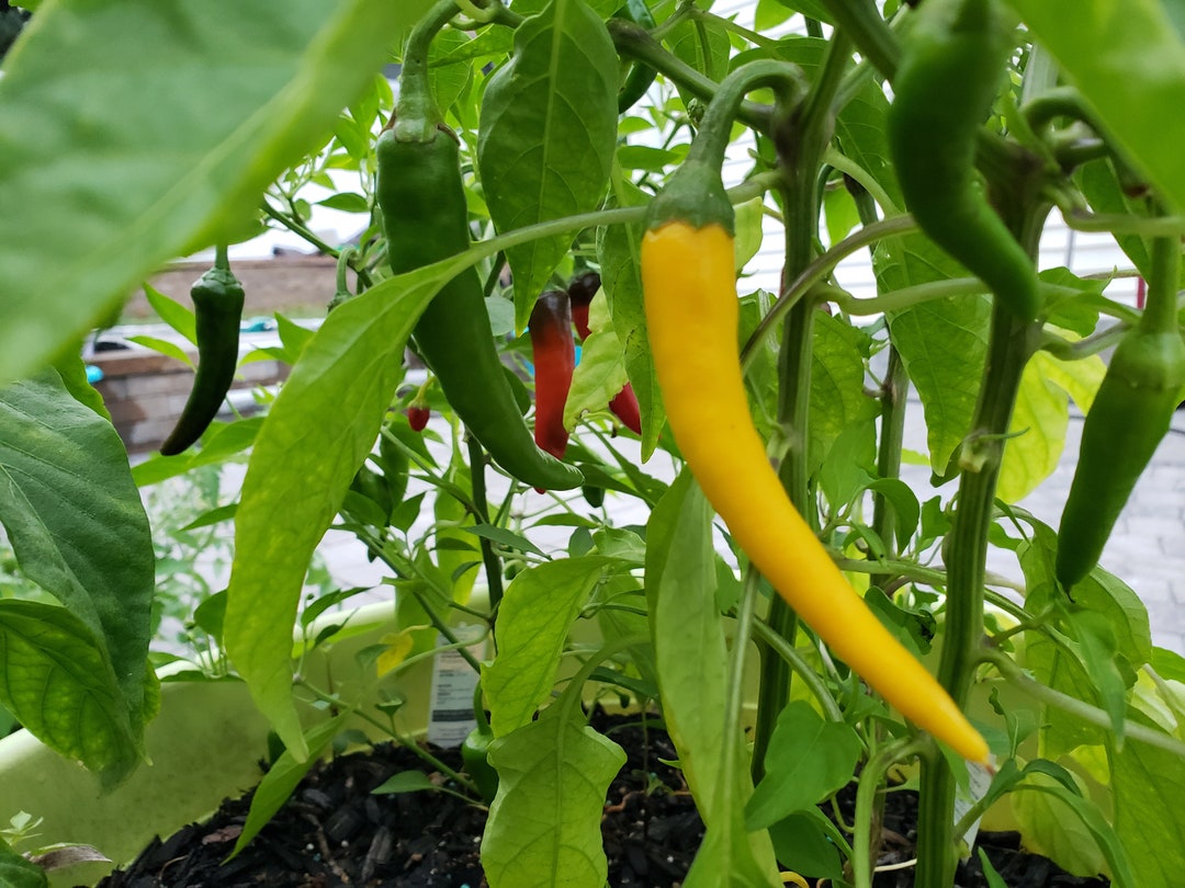 Yellow Cayenne Pepper Seeds , Rich Spicy Pepper Seeds , Heirloom ...