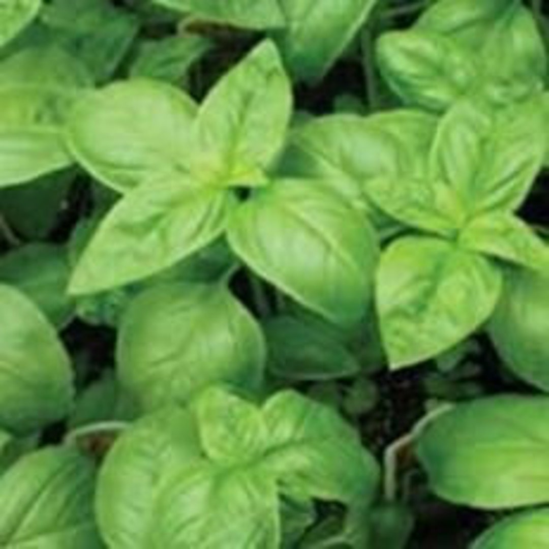 Italian Genovese Basil Seeds, Sweet Basil Seeds, Italian Heirloom Basil ...