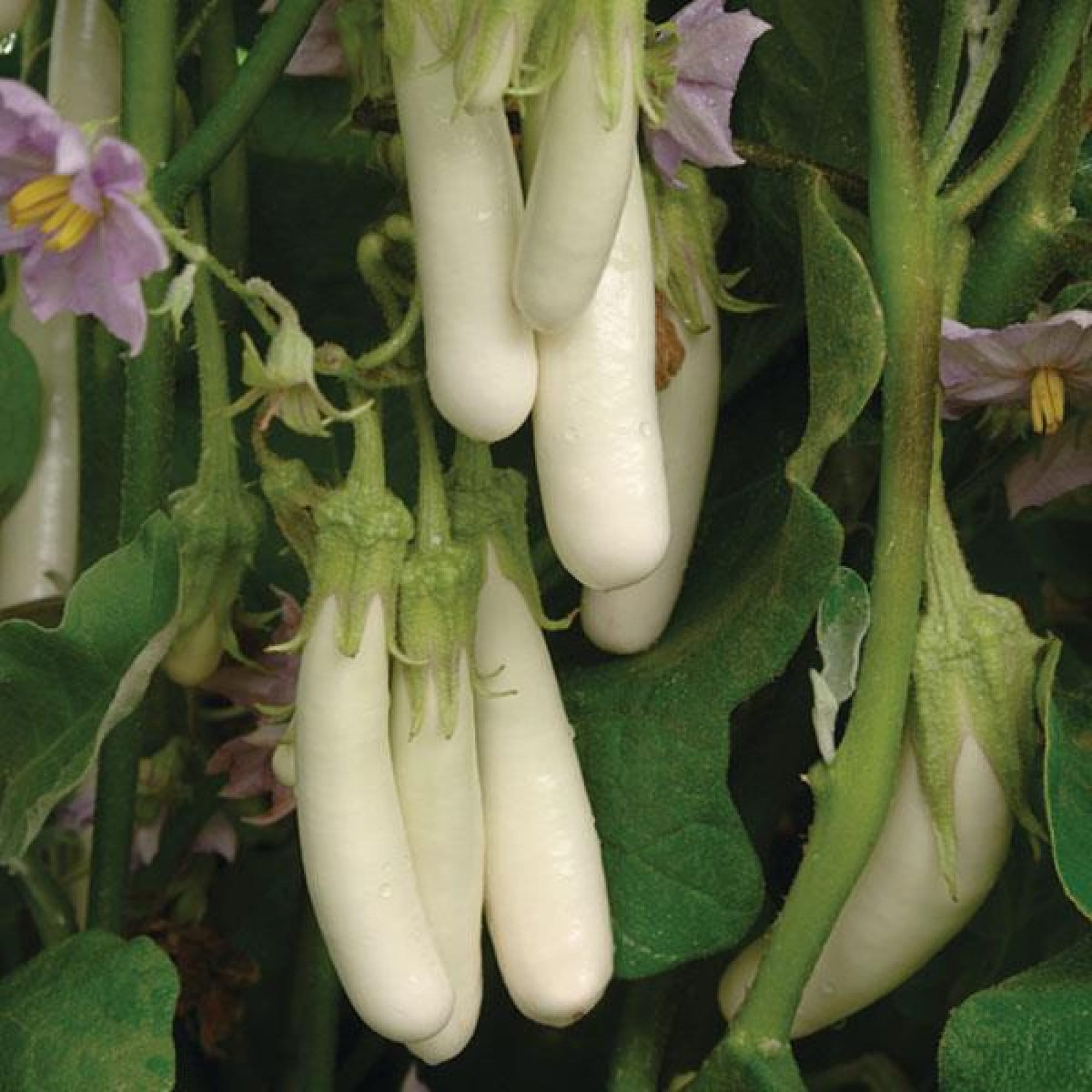 Gretel White Fingerling Eggplant 10 Seeds Eggplant Seeds White Eggplant Seeds Fingerling White ...