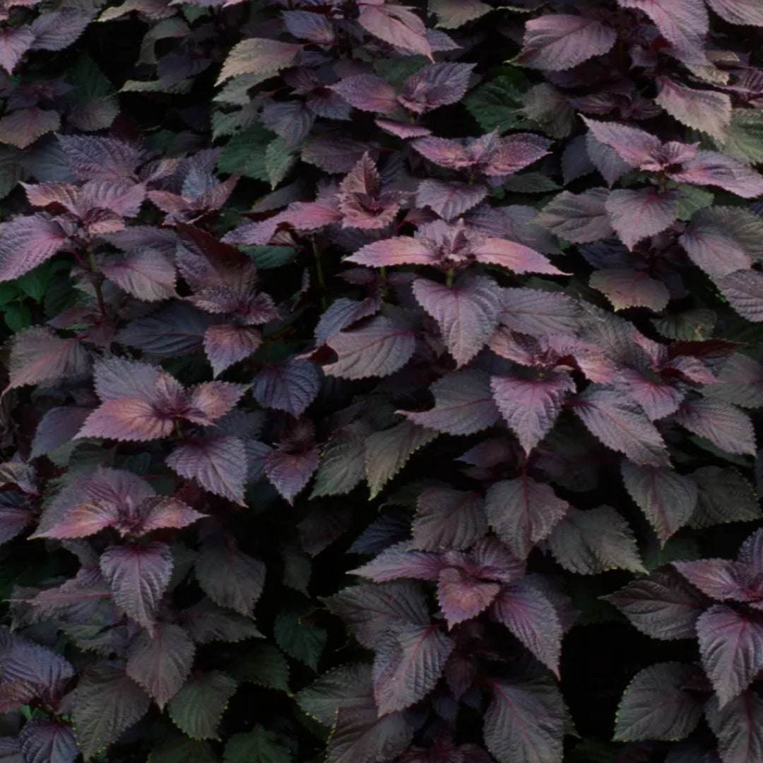 Purple Shiso Seeds, Non GMO Open Pollinated Heirloom Purple Japanese ...