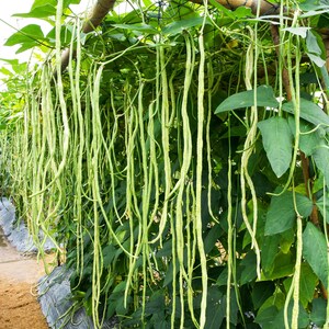 Chinese Yard Long Bean 40 Seeds, Asian Heirloom, Snake Bean, Yard Long ...
