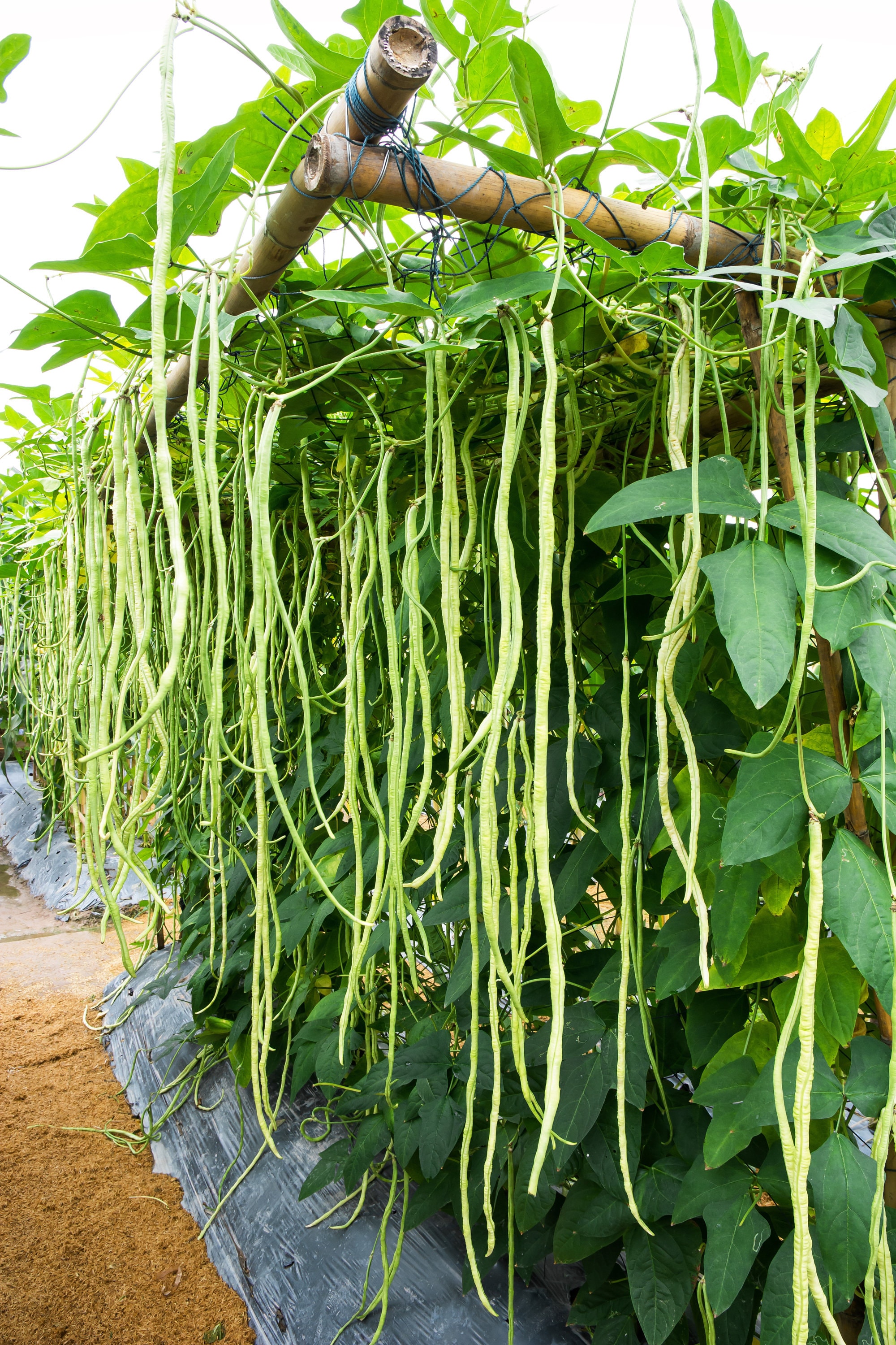 Chinese Yard Long Bean 40 Seeds, Asian Heirloom, Snake Bean, Yard Long ...