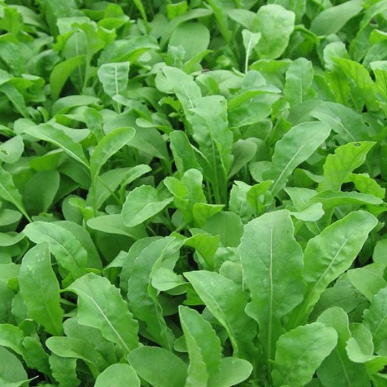 Slow Bolt Arugula Seeds, Open Pollinated Heirloom Non GMO Seeds ...