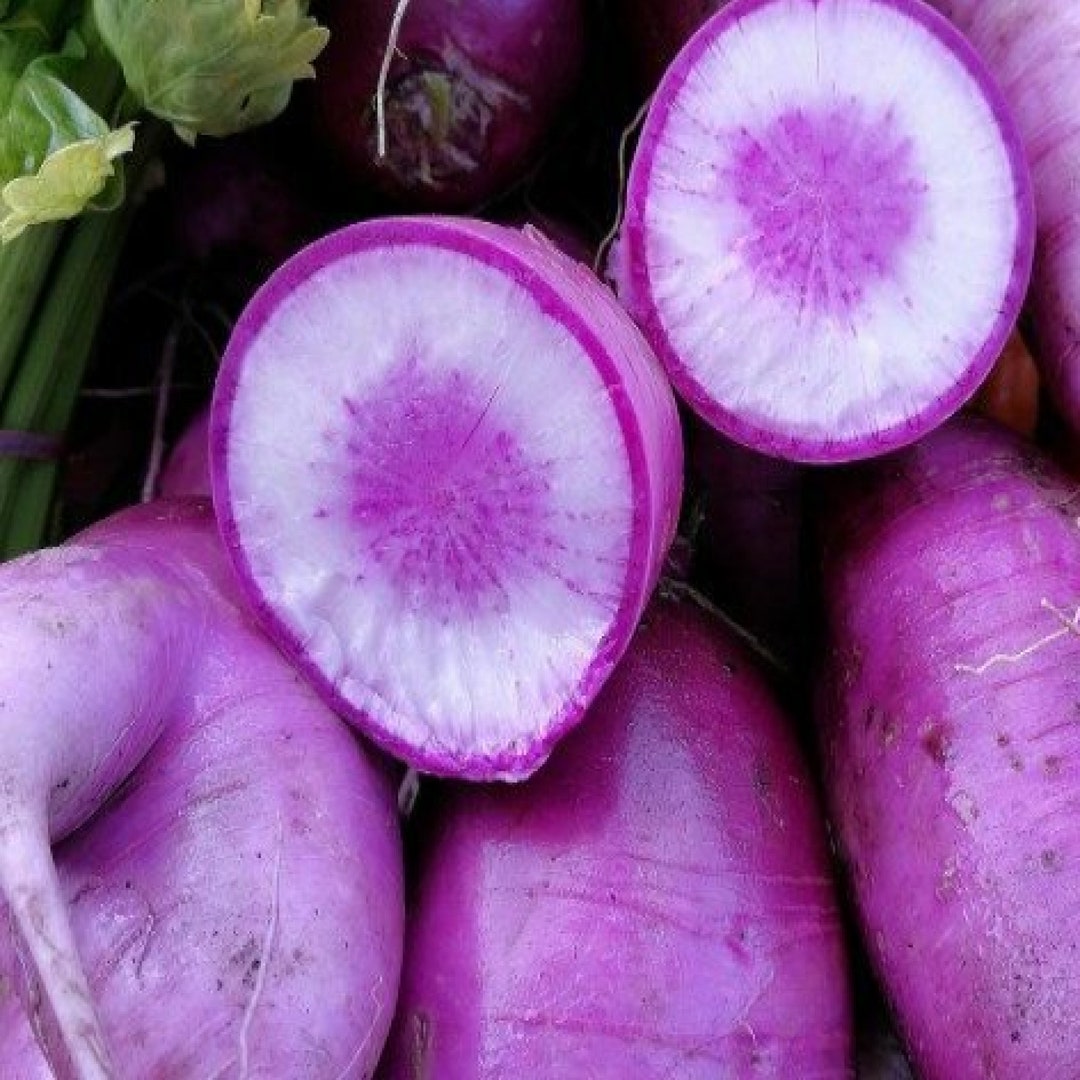 Bravo Purple Radish Seeds, Non GMO Purple Daikon Style Radish Seeds ...