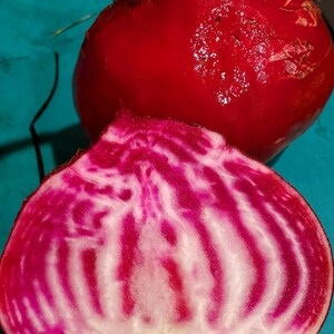 Chioggia Beet Seed | Heirloom Beet | Striped Chioggia | Home Vegetable ...