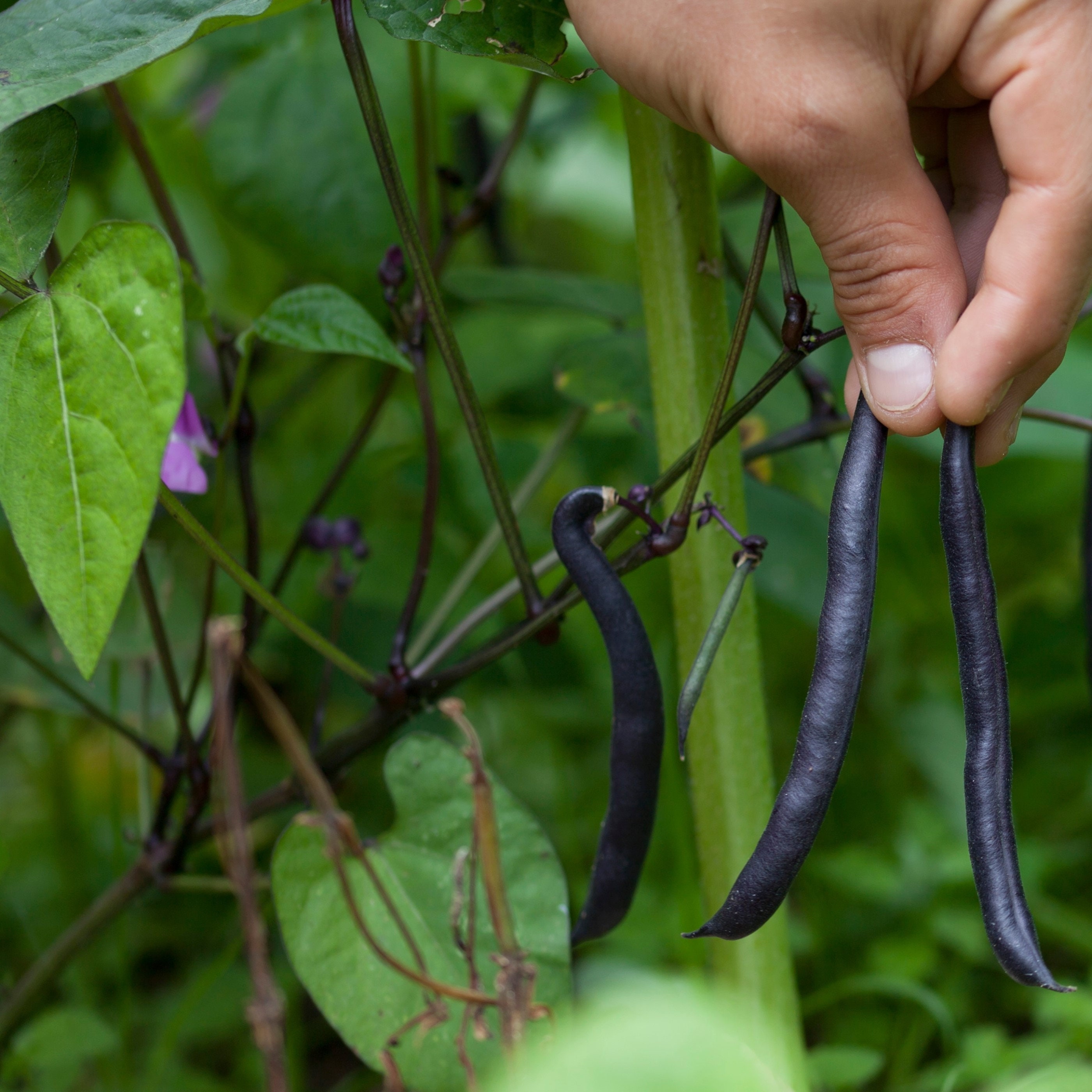 Bean Velour Purple French Bean Heirloom Seed Purple French Bean Seed ...