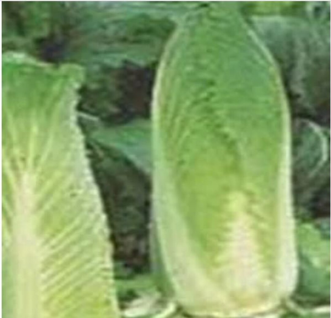 Napa Cabbage Seed, Cone Head Cabbage Bull Heart, Early Jersey Wakefield ...
