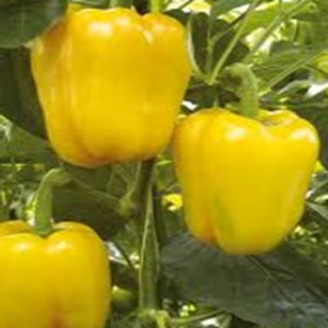 Golden Cal Wonder Bell Pepper Seeds, Non GMO Open Pollinated Heirloom ...
