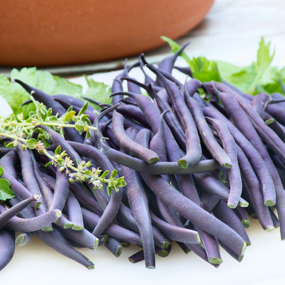 Bean - Velour Purple French Bean Heirloom Seed | Purple French Bean ...