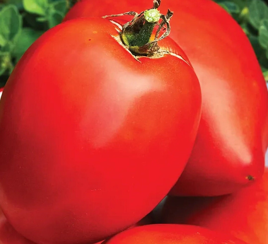 Amish Paste Tomato Seeds, Indeterminate Non GMO Open Pollinated Heirloom Tomato Seeds. 20 Seeds ...