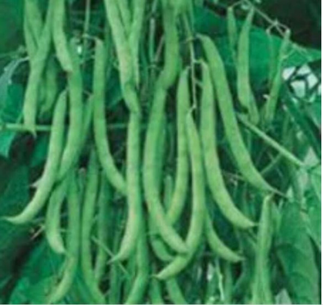 Blue Lake 274 Bush Beans, Blue Bush Beans, Cash Crop Bush Beans, Green ...