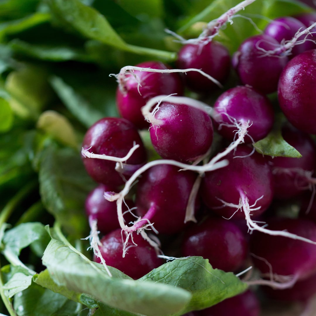 Radish - Purple Plum 370 Seeds - Etsy