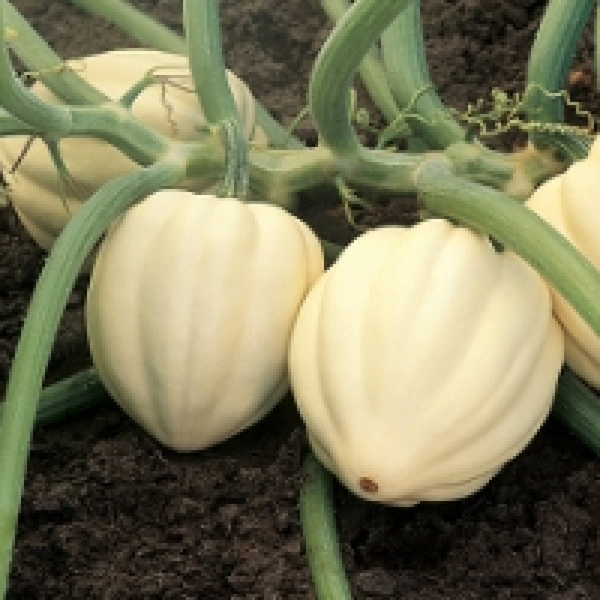 White Acorn Squash Seeds, Cream of the Crop, White Acorn, Ghost Acorn ...