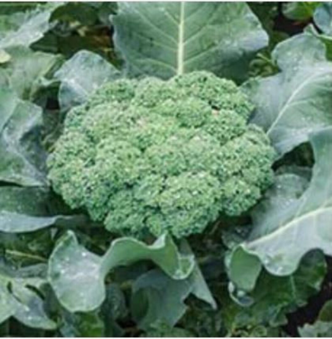Calabrese Green Broccoli Seed 400 Seed, Non GMO Heirloom Italian ...