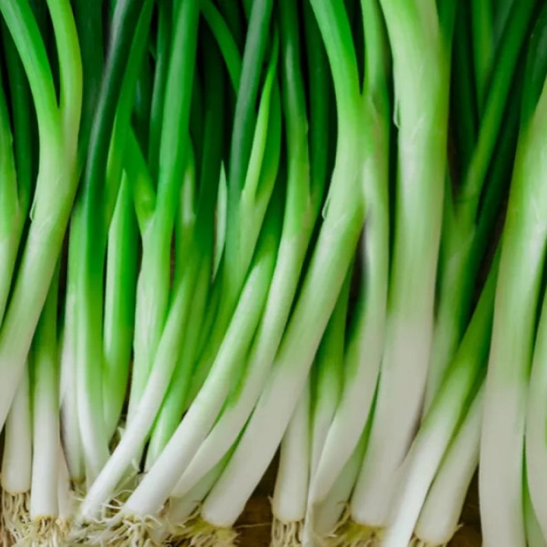 Tokyo Long White Bunching Onions | Green Onions | Japanese Bunching ...