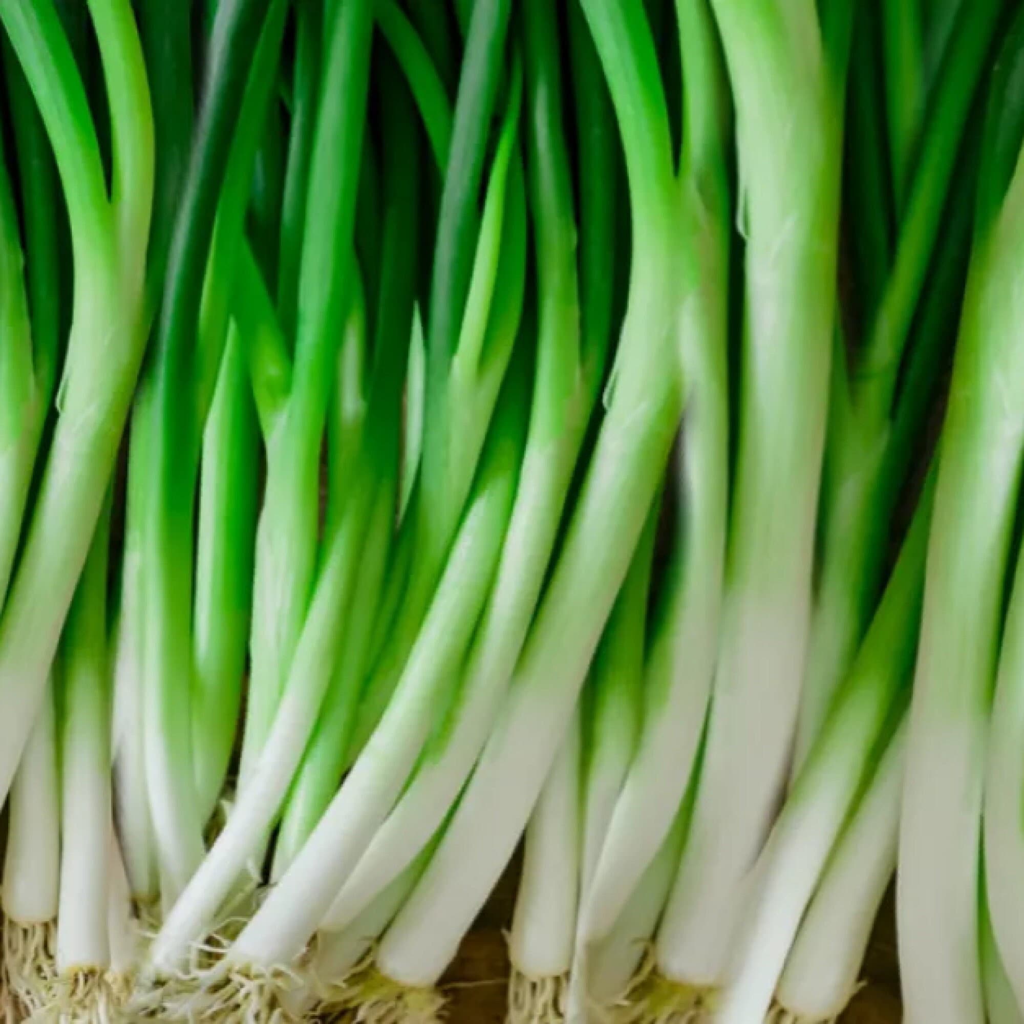 Tokyo Long White Bunching Onions Green Onions Japanese Bunching Onion ...