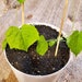 Cucamelon Seeds, Mexican Sour Gherkin , Mouse Melons , Tiny Cucumbers ...