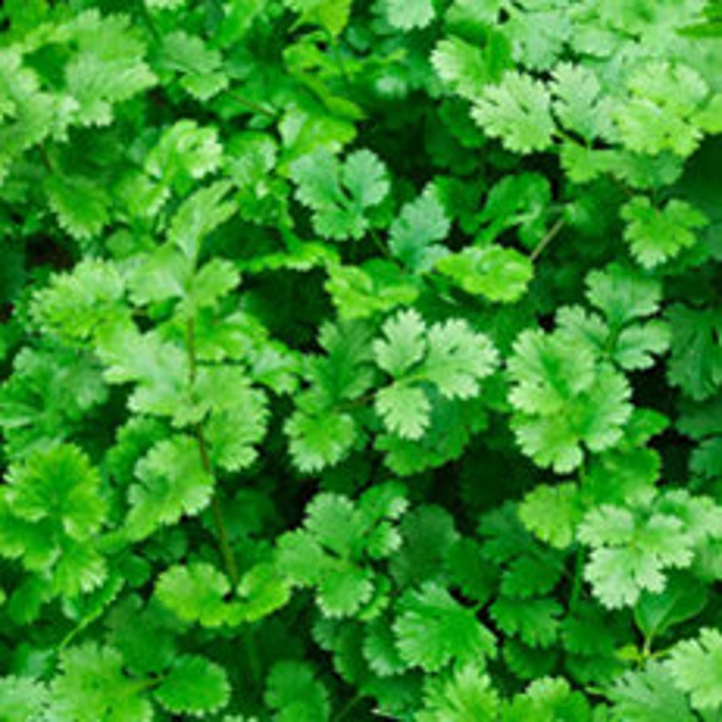 Cilantro Seeds, Slow Bolting Cilantro, Coriander Seeds, Heirloom Herbs ...