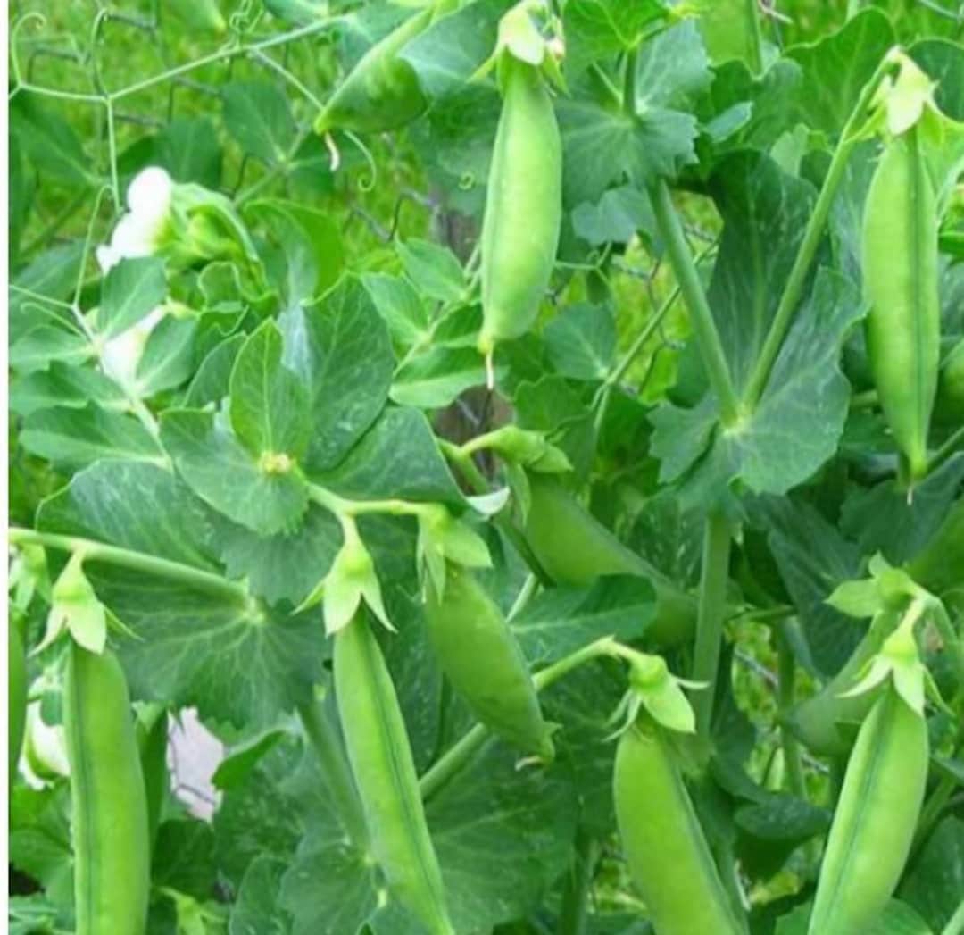 Sugar Snap Peas, Non GMO Heirloom Garden Peas, Sugar Snap Peas, Canning ...