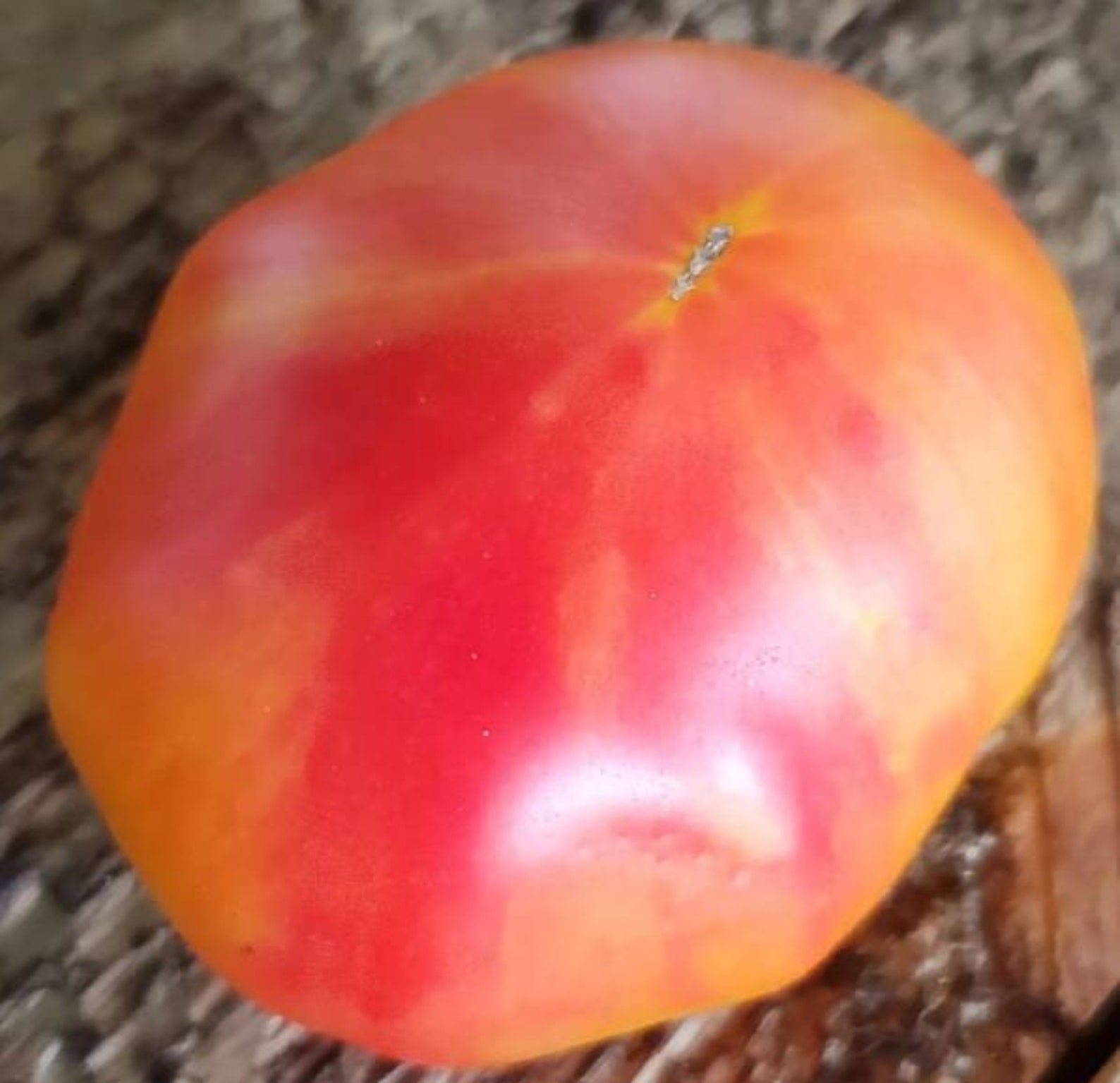 Flame Tomato Seeds, Large Indeterminate Heirloom Non GMO Open ...